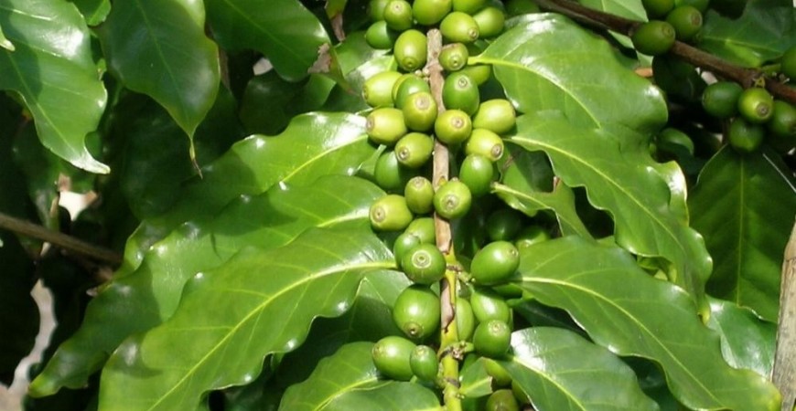 Le vocabulaire du café - Blog The Coffee Lovers